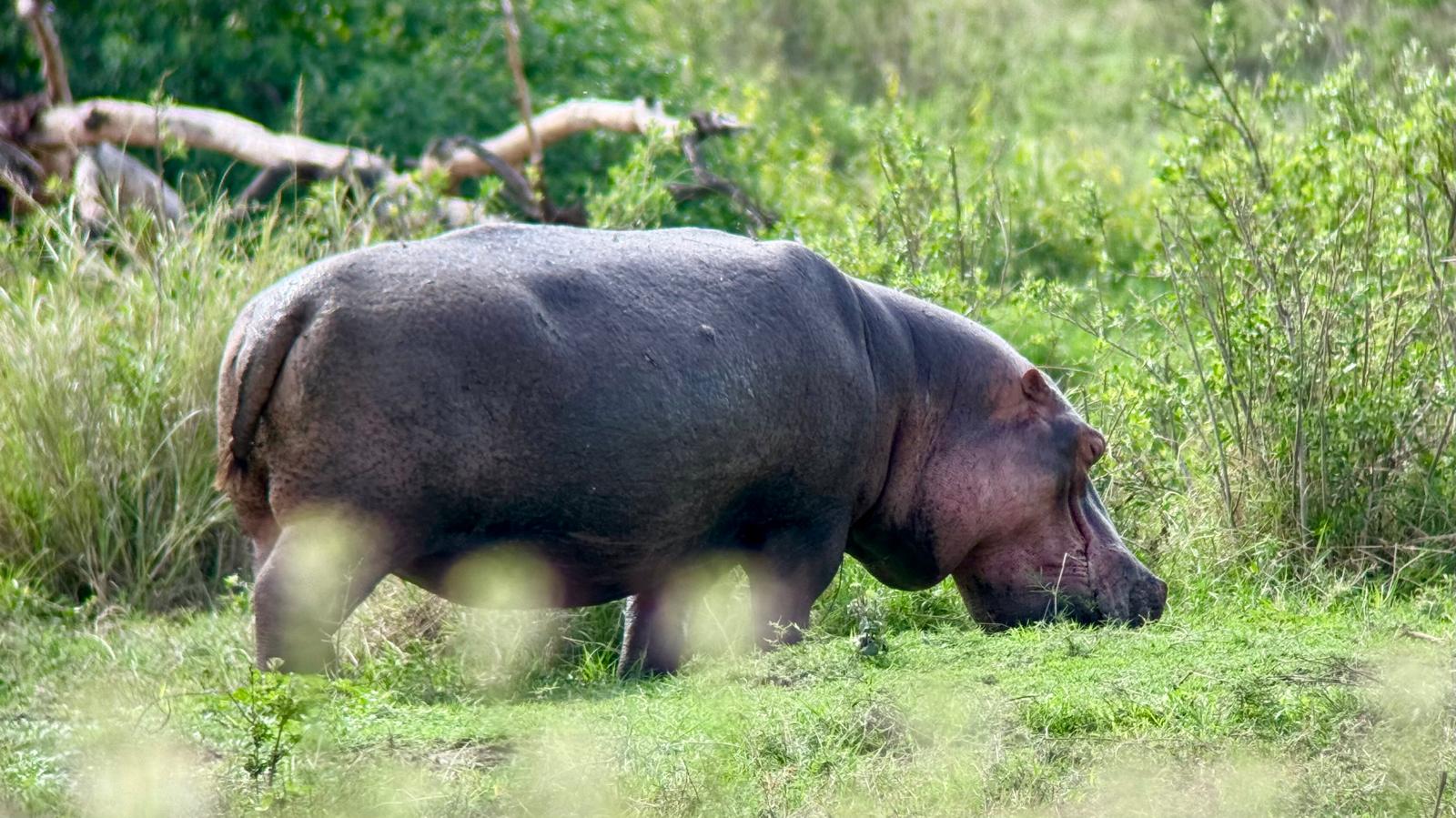 Why Timing Matters for a Safari in Tanzania - Kale Voyage