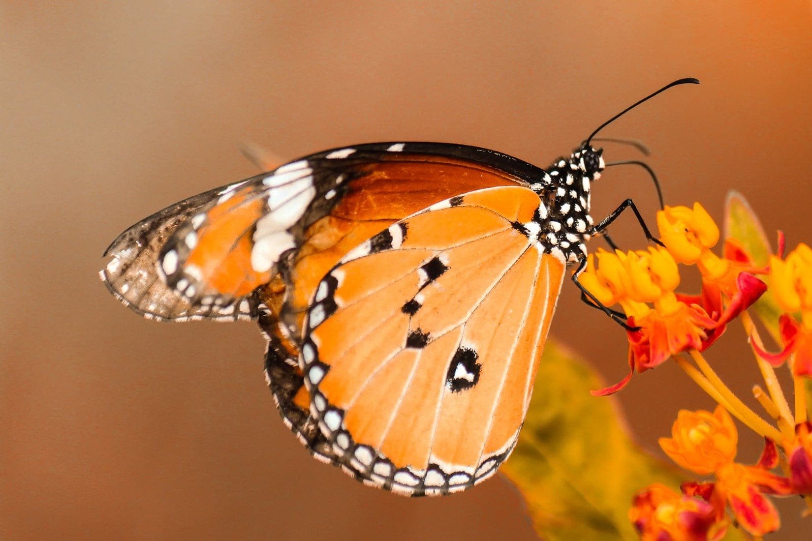 5 Interesting Facts To Teach Kids about Butterflies - Raising World ...