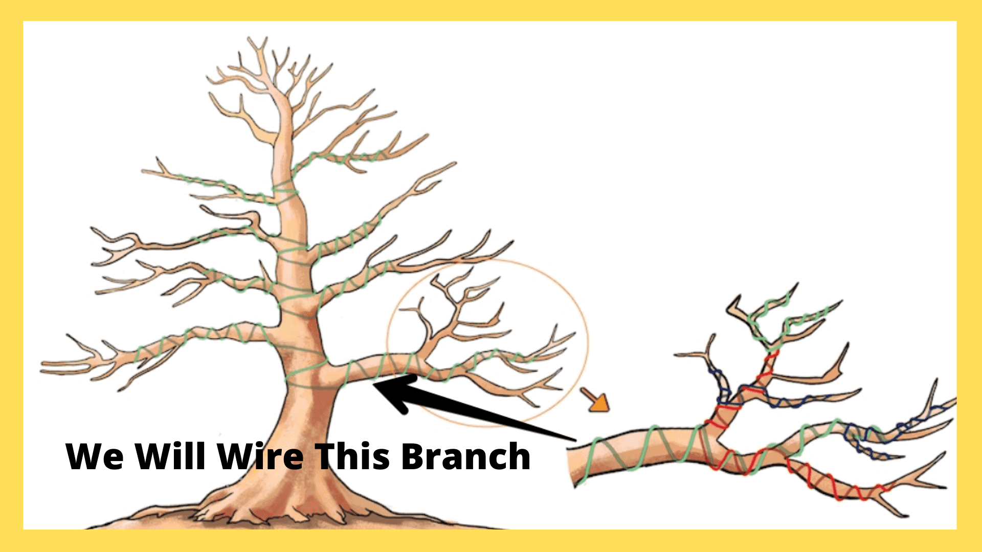 Wiring Bonsai Trees . Wire techniques. DEANS QUALITY PLANTS