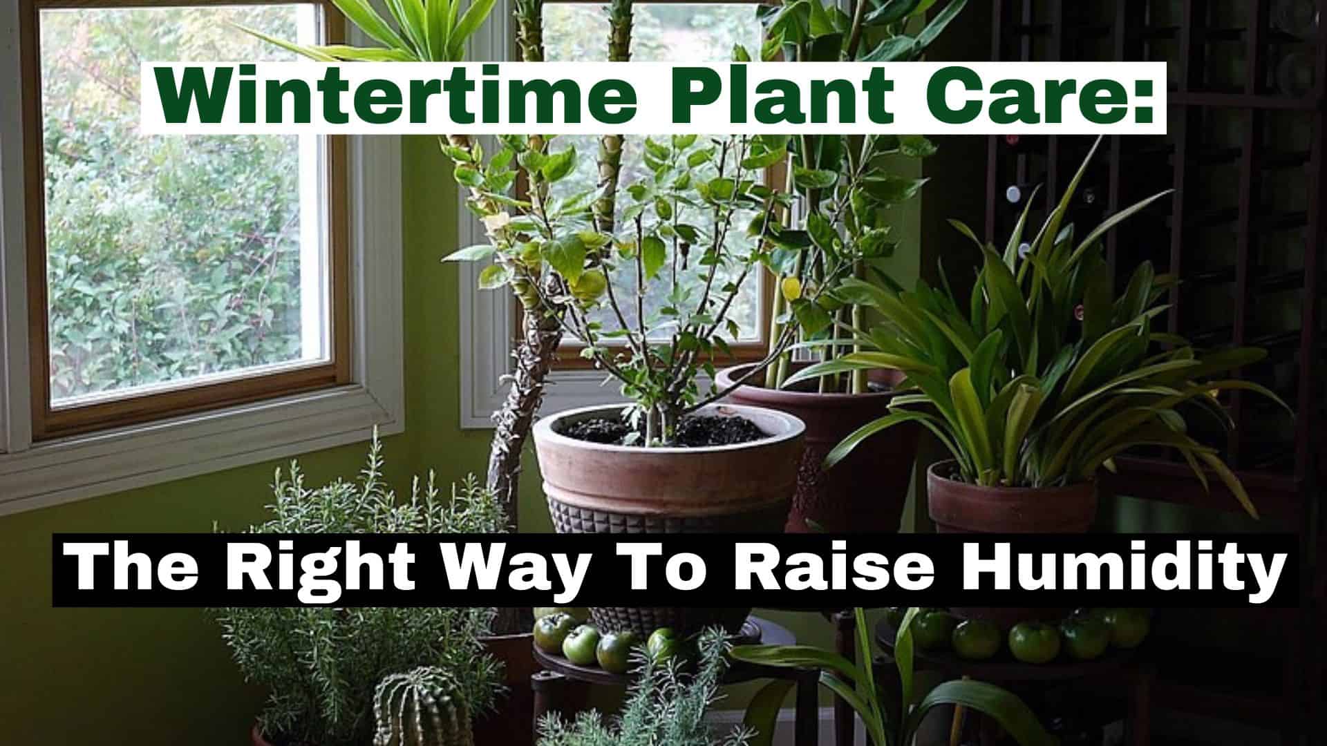 Raise Humidity: The Right Way: Wintertime Plant Care.