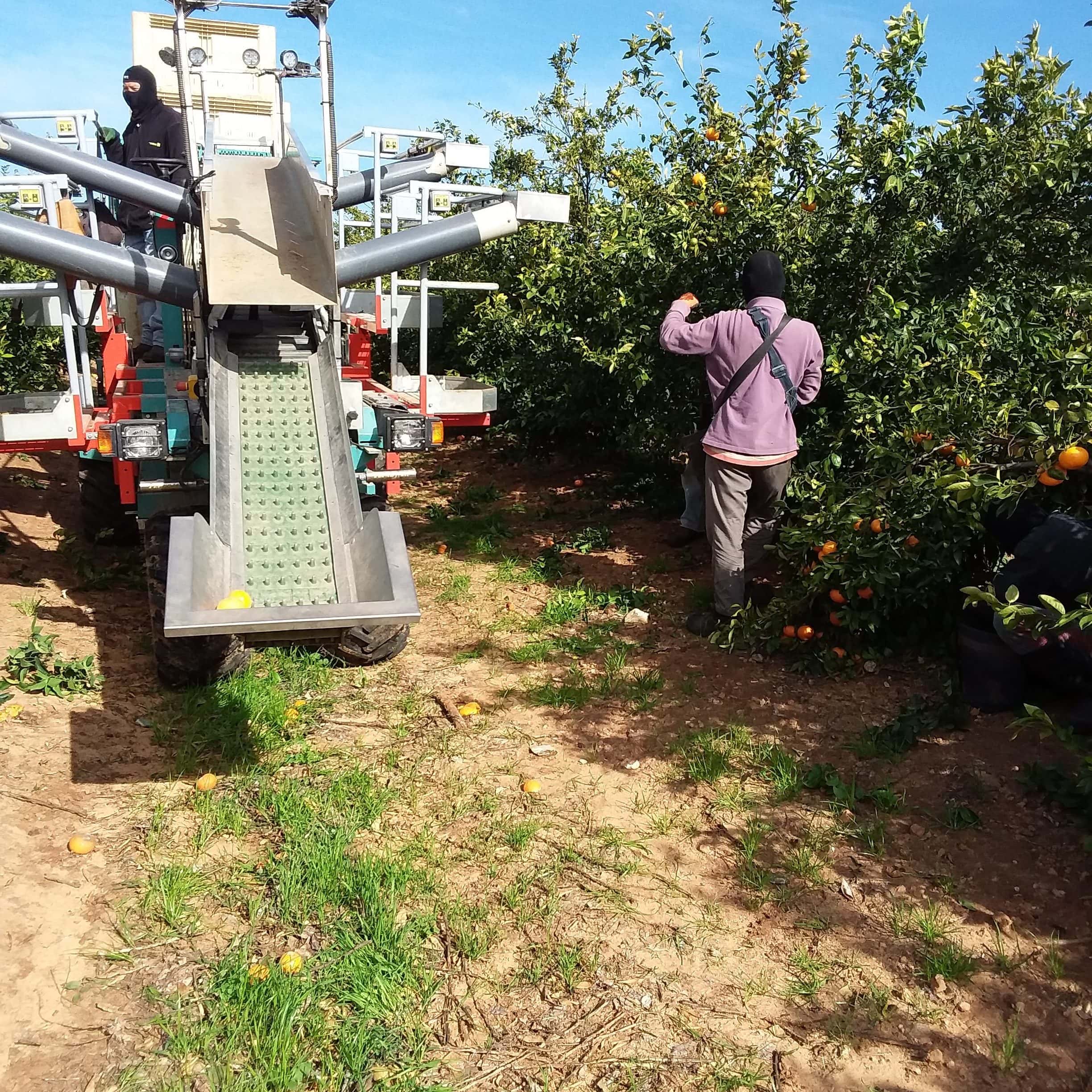 BLOSSOM THINNING MACHINES - FRUMACO - Made in Europe