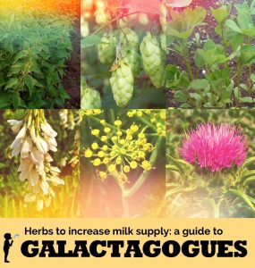 Herbs to increase milk supply: a guide to galactagogues – Naturopathic ...