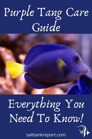 Purple Tang Care Guide (Everything You Need To Know) - Salt Tank Report