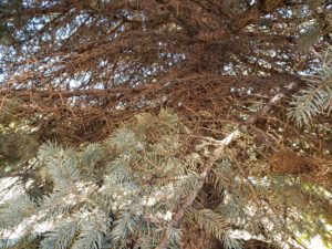 Needle Drop in Evergreens: Why Needles Turn Brown - Arbortec Tree Service