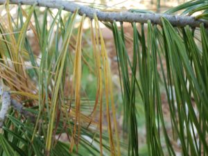Needle Drop in Evergreens: Why Needles Turn Brown - Arbortec Tree Service