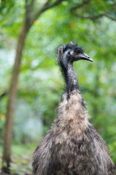 El Emú en Costa Rica ¦ Santuario Natuwa, Costa Rica
