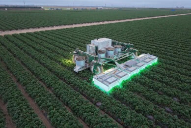 strawberry weed control