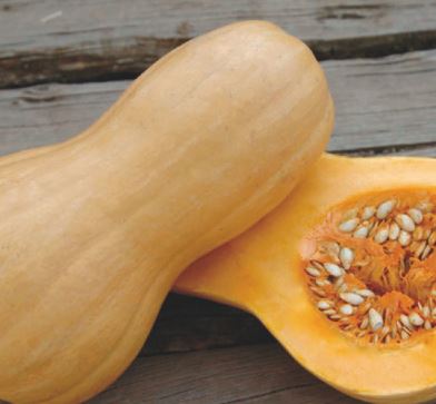 Pumpkin Matilda F1 Butternut | Dave's Seed