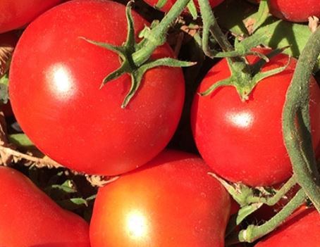 Indian River Tomato | Dave's Seed