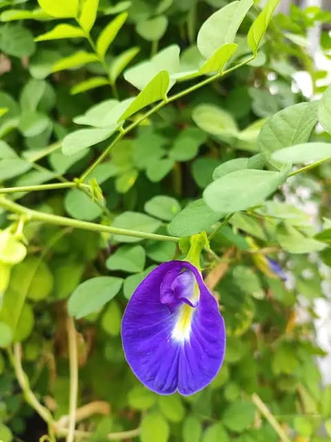 Bunga Telang : Nama ilmiah, Asal usul, Ciri, Jenis & Manfaatnya