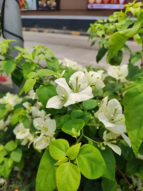 Bunga Bugenvil : Nama ilmiah, Asal usul, Ciri, Jenis & Manfaatnya