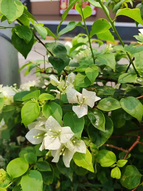 Bunga Bugenvil : Nama ilmiah, Asal usul, Ciri, Jenis & Manfaatnya