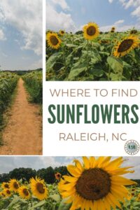 Where To See Sunflowers In Raleigh And How To Plan A Day Trip