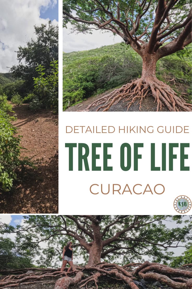 A Step By Step Guide On Hiking To The Tree Of Life, Curacao