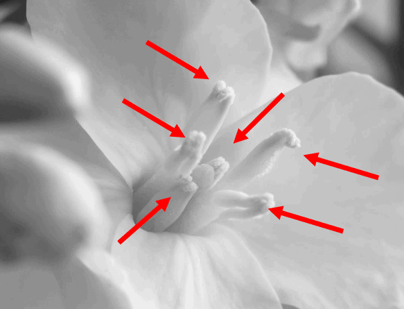 Brassicaceae pollen analysis - Amphasys: Single-Cell Analysis Brassicaceae pollen analysis - Amphasys: Single-Cell Analysis