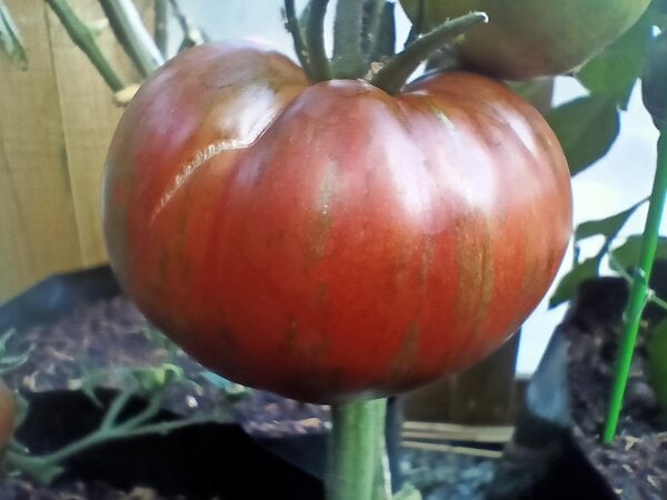 Pink Berkeley Tie Dye Tomato | Dave's Seed