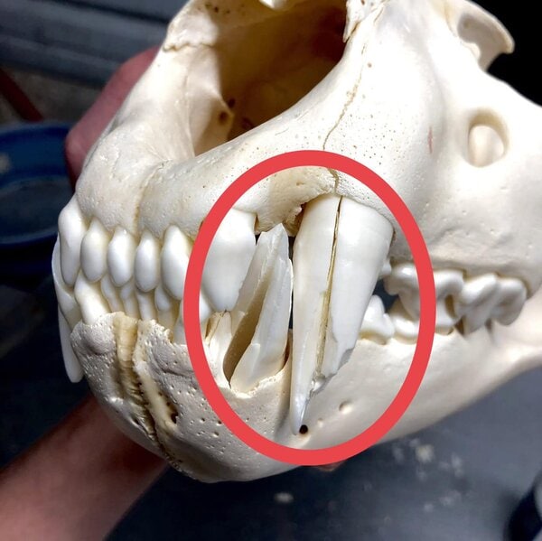 Supplies 101- Everything You Need to Process and Articulate Bones