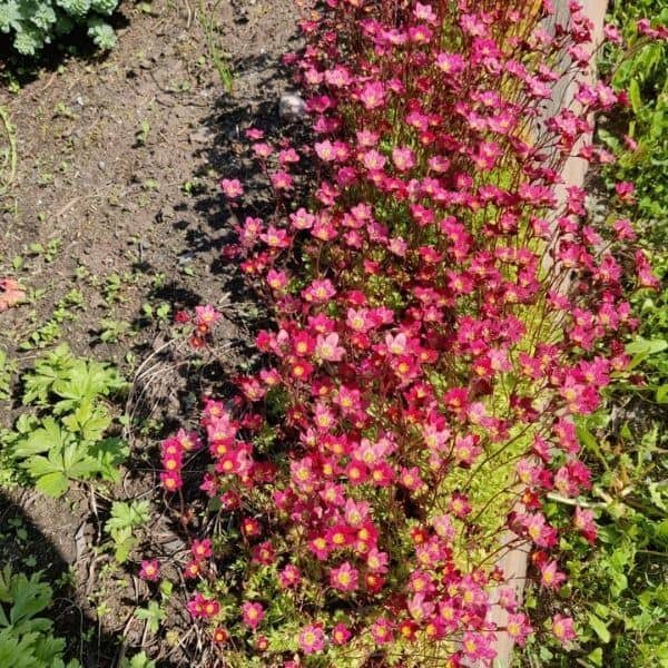 Patjarikko – Saxifraga × arendsii – Rosenbräcka – siemenet