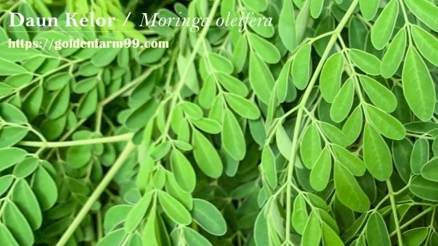 Daun Kelor: Pengertian, Manfaat, Khasiat & Cara Konsumsinya