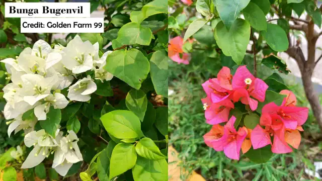 Bunga Bugenvil : Nama ilmiah, Asal usul, Ciri, Jenis & Manfaatnya