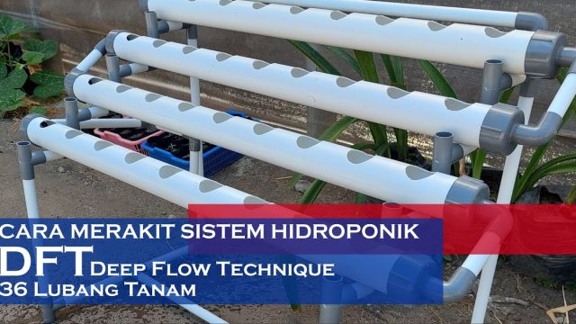 Sistem Hidroponik DFT: Teknik Bertanam Praktis dengan Hasil Optimal