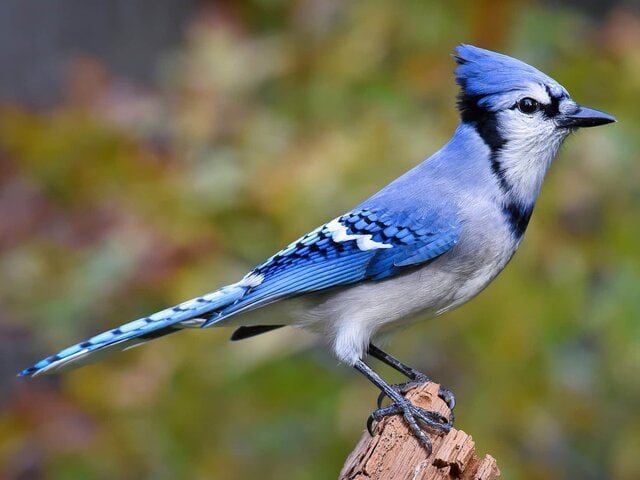 10 of the Most Beautiful Birds on Planet Earth - Random Whispers