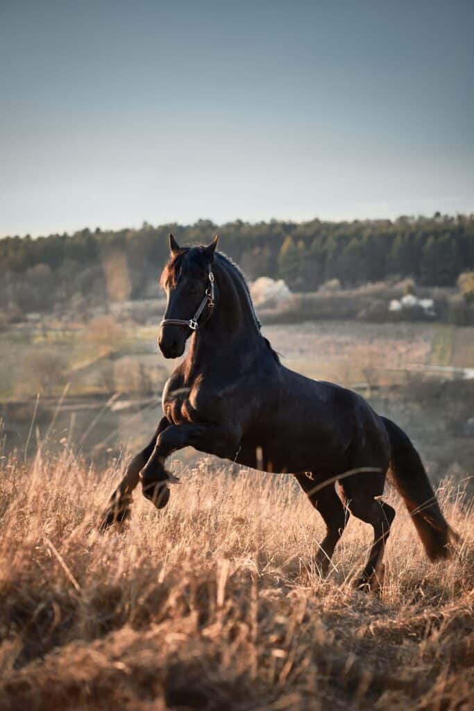 The Best German Horse Names For Mares and Stallions - Home In The Pastures