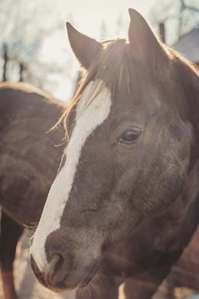 Mustang Horse Names: Finding the Perfect Name for Your Wild Horse ...