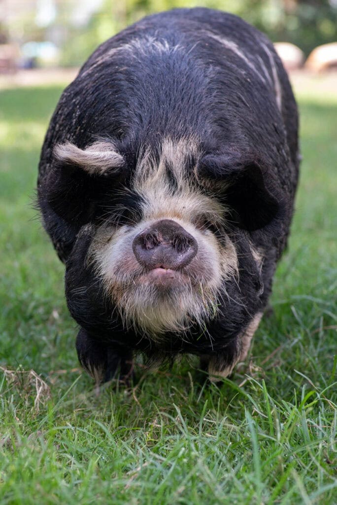 kunekune pigs