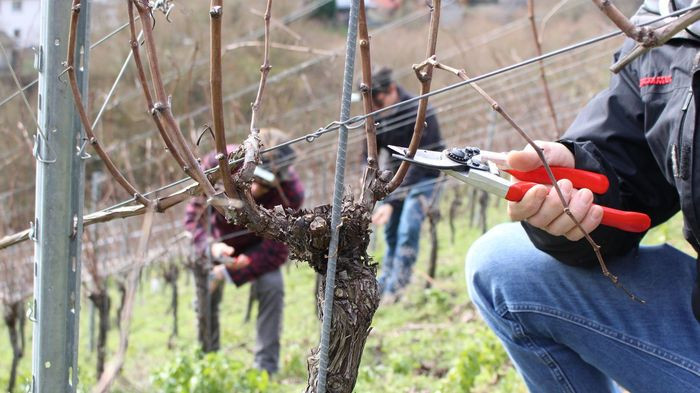 How AI is revolutionising pruning in viticulture - Future Farming