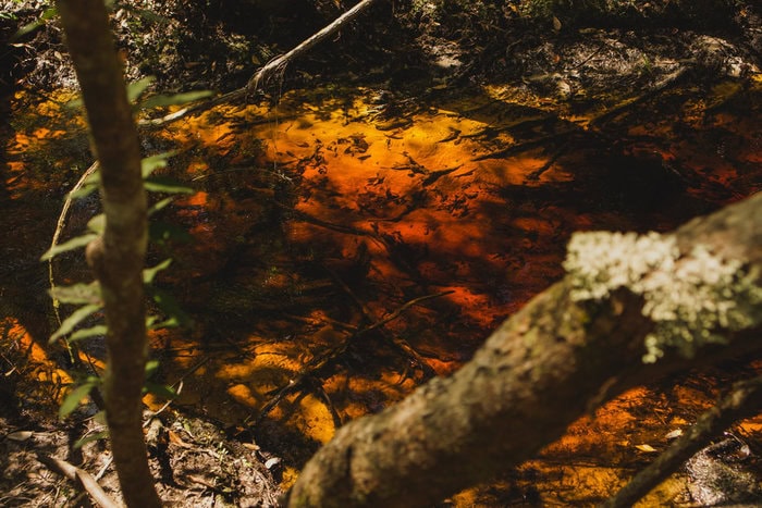How To Hike The Point Washington State Forest Eastern Lake Trail System