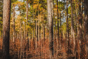 How To Hike The Carvers Creek Sandhills Access Park