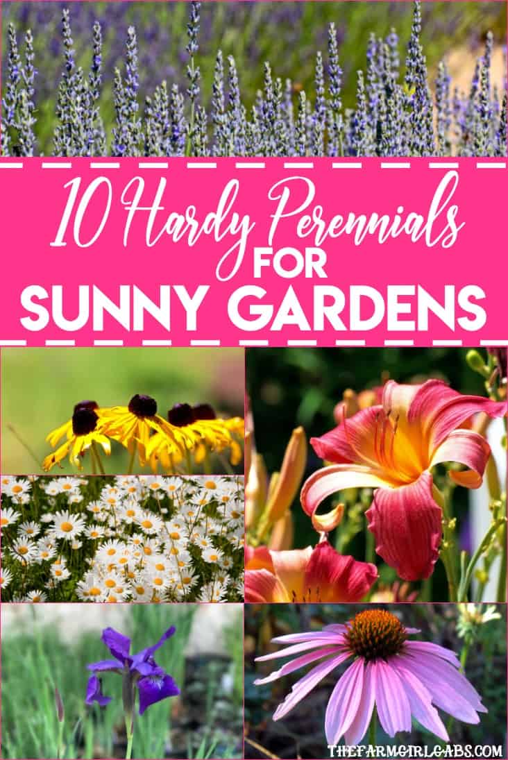 10 Hardy Perennials For Sunny Gardens - The Farm Girl Gabs®