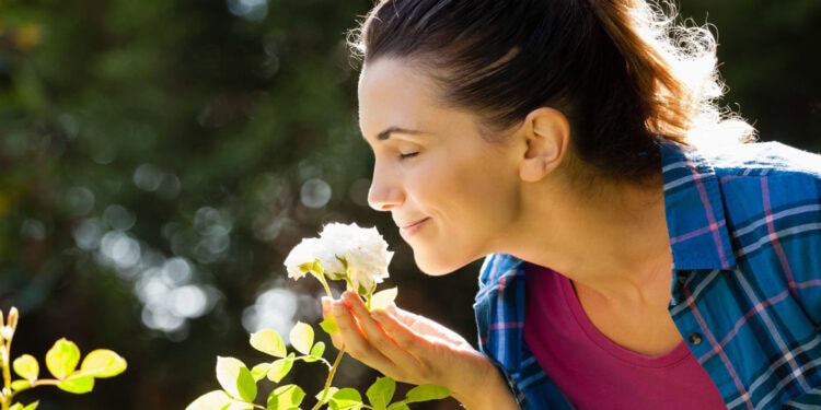 Do you smell what I smell? New study reveals surprising variability in ...