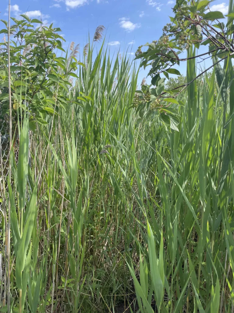 Navigating New York's Wetland Delineation and JD Process