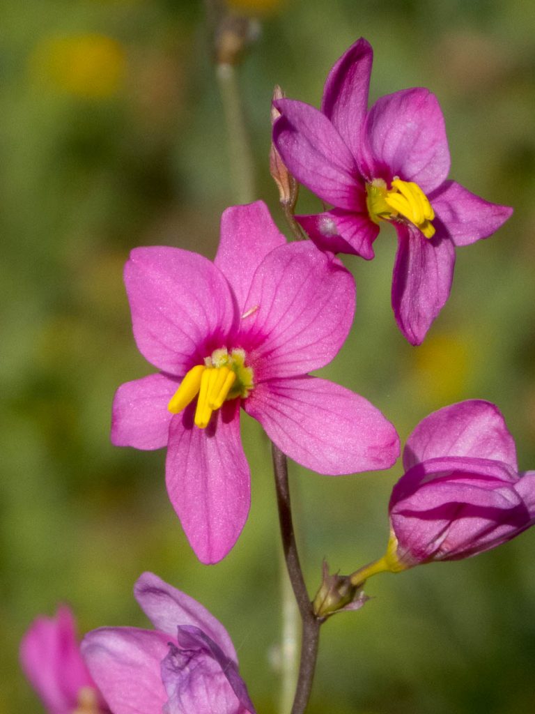 Ixia stricta (Iridaceae) - Strictly Correct Ixia