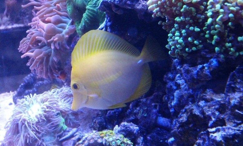 13 Awesome Facts About Yellow Tang Fish