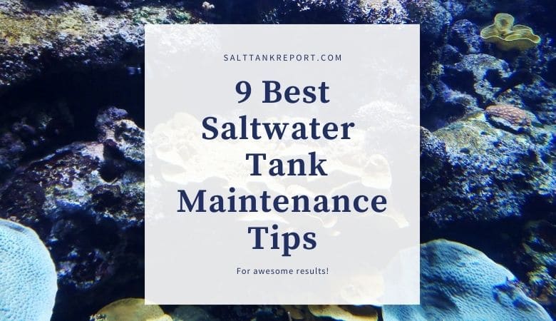 9 Best Saltwater Tank Maintenance Tips For Awesome Results