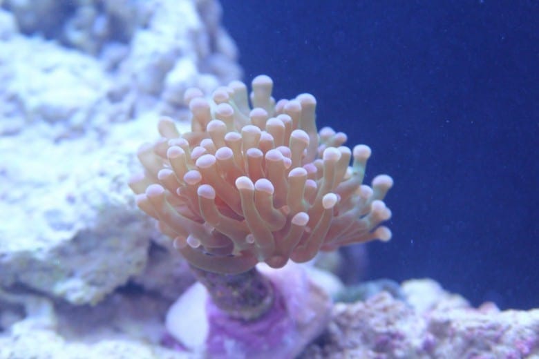Frogspawn Coral Care Guide
