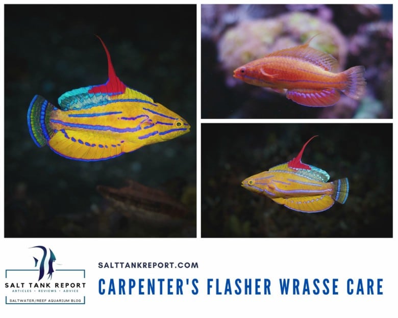 Carpenter's Flasher Wrasse Care (The Complete Guide) - Salt Tank Report