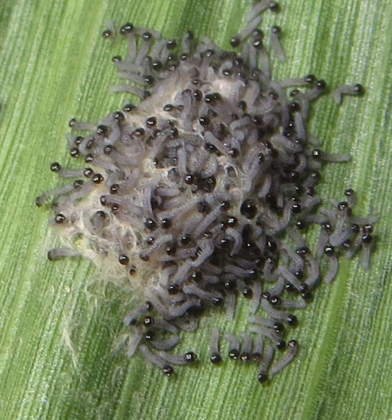 Fall armyworm continues to ravage crops in Zimbabwe - Agriculture.co.zw