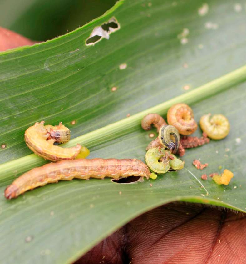 Fall armyworm continues to ravage crops in Zimbabwe - Agriculture.co.zw