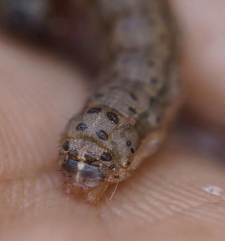 Fall armyworm continues to ravage crops in Zimbabwe - Agriculture.co.zw