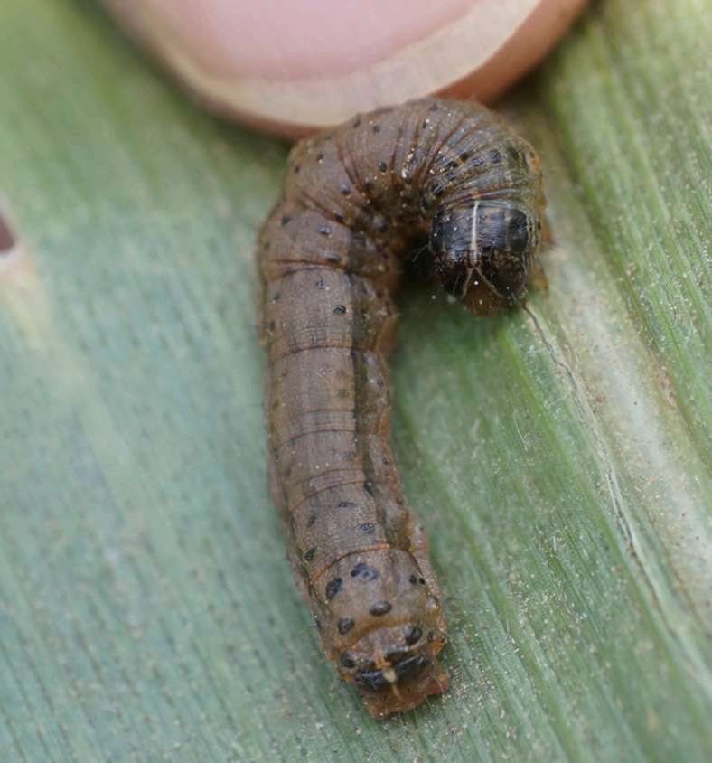 Fall armyworm continues to ravage crops in Zimbabwe - Agriculture.co.zw