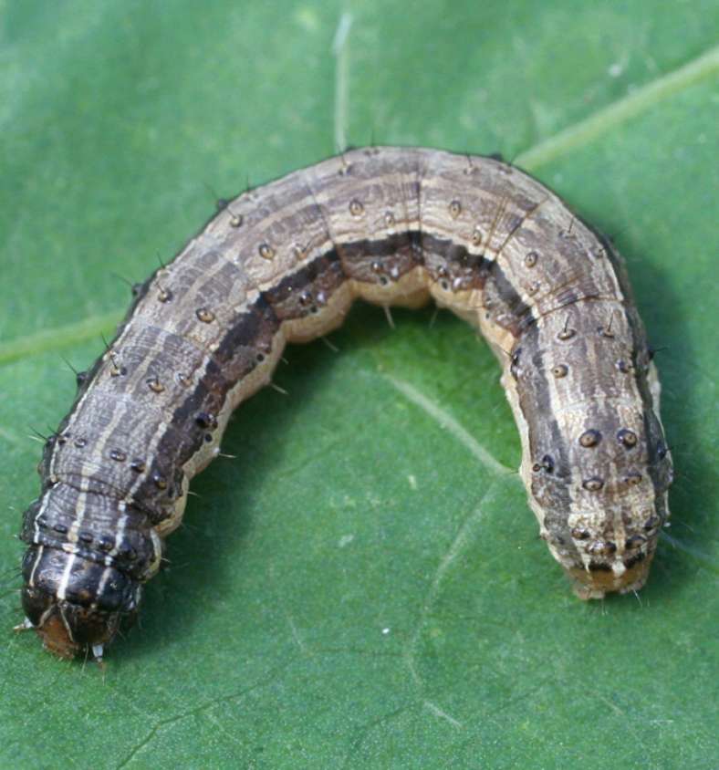Fall armyworm continues to ravage crops in Zimbabwe - Agriculture.co.zw