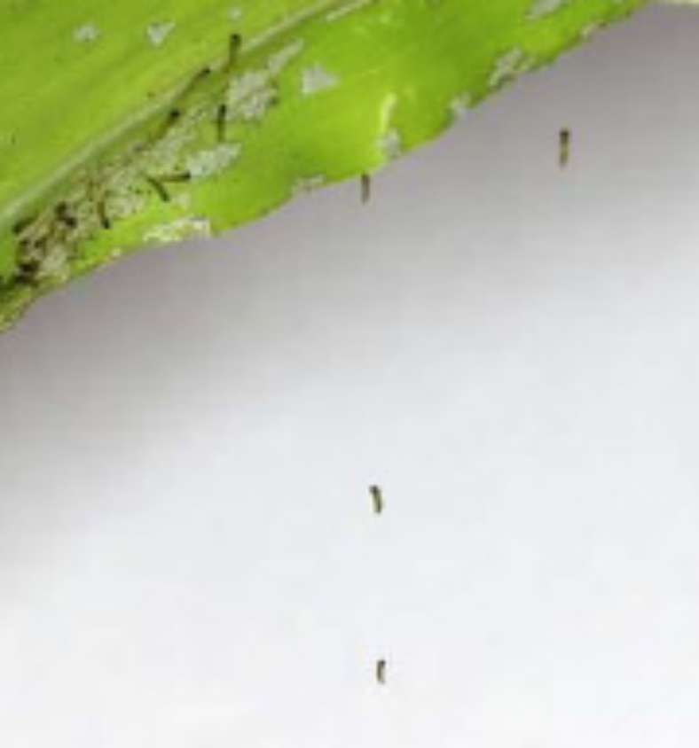 Fall armyworm continues to ravage crops in Zimbabwe - Agriculture.co.zw