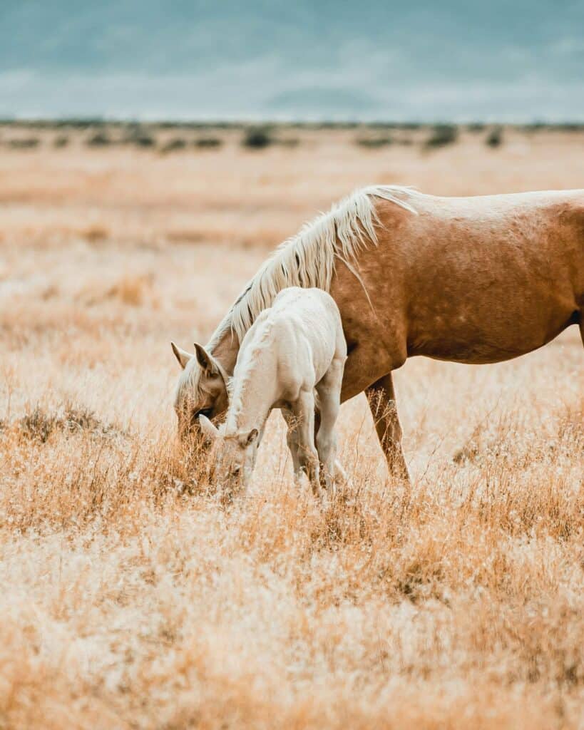 Mustang Horse Names: Finding the Perfect Name for Your Wild Horse ...