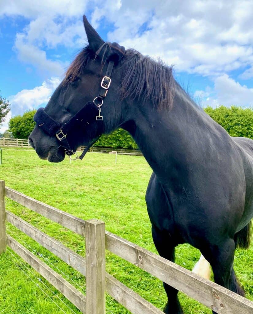 Shire Horse Names: A Guide to Naming Your Gentle Giant - Home In The ...