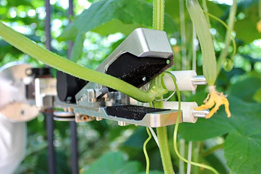 Robot cuts leaf in cucumber - Future Farming