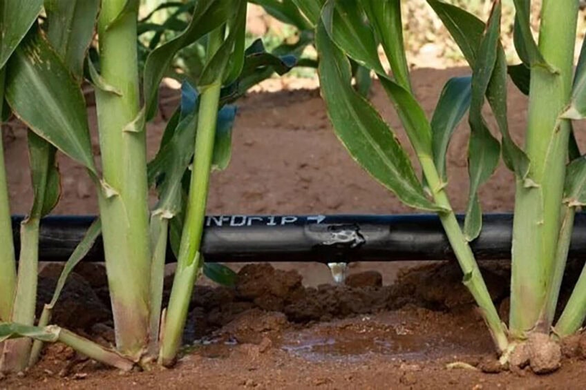 drip irrigation systems for corn fields